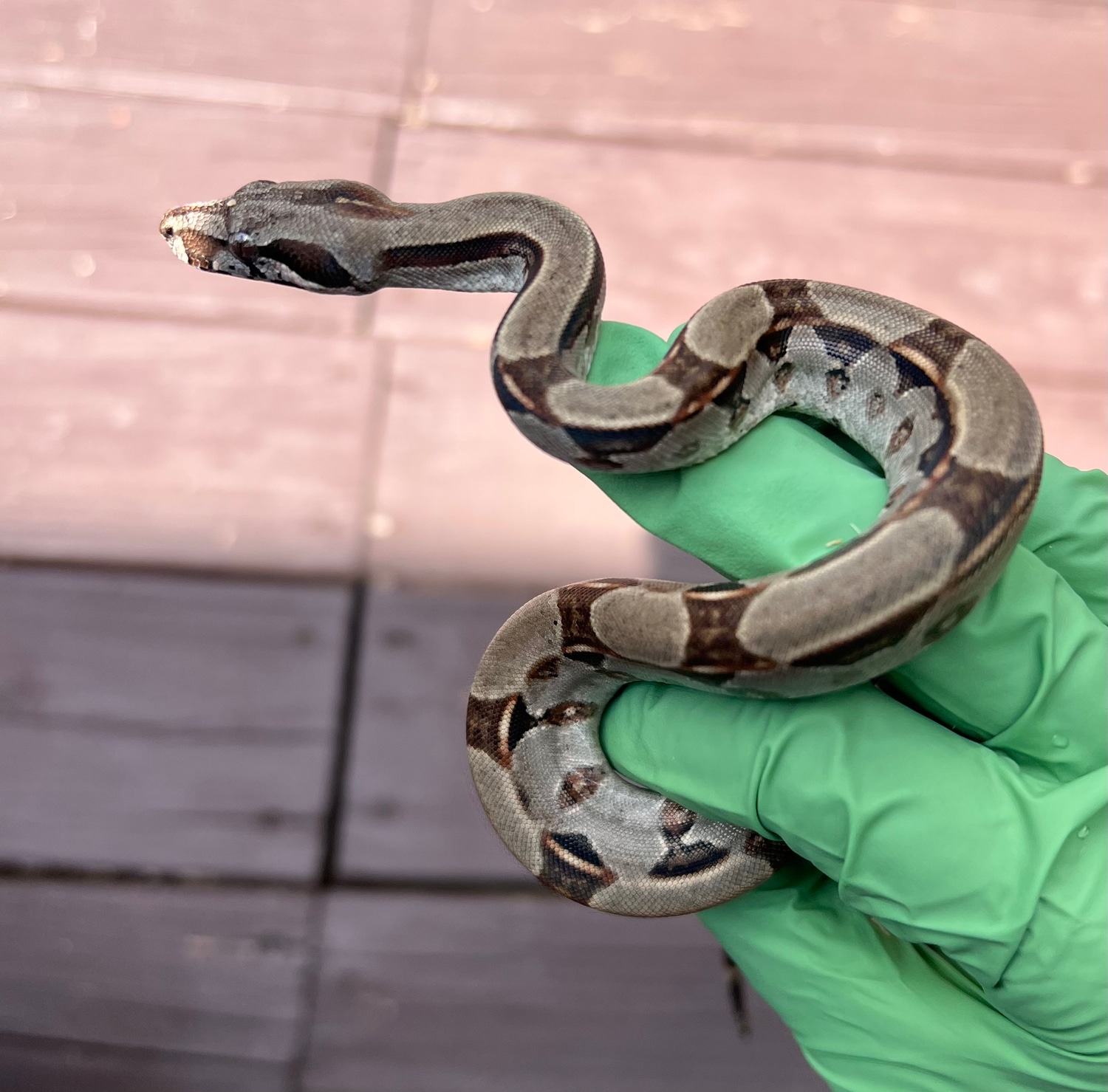 Pure Longicauda Boas Both Genders Available Peruvian Long-tailed Boa ...