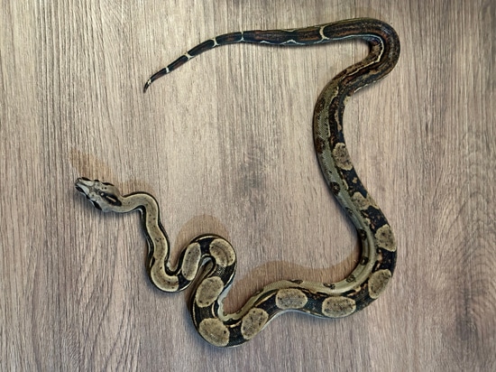 2022 Pure Longicauda Boa Special Female Peruvian Long-Tailed Boa ...