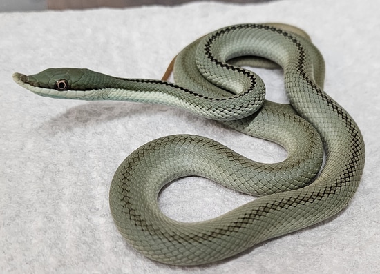 23' Blue Barons Racer More Colubrid by Anarchy_Colubrids