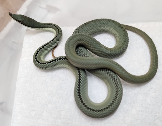 23' Blue Barons Racer More Colubrid by Anarchy_Colubrids