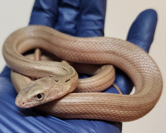 Lemon King Ratsnake Other Rat Snake by Anarchy_Colubrids