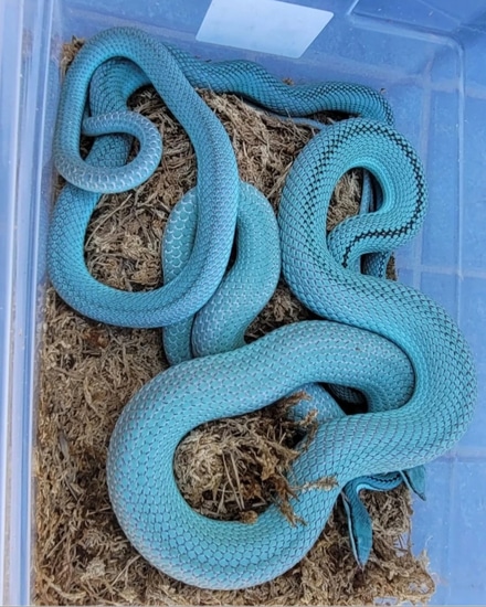 24' Male Blue Barons Racer More Colubrid by Anarchy_Colubrids