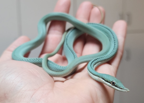 1.1 Blue Barons Racers More Colubrid by Anarchy_Colubrids