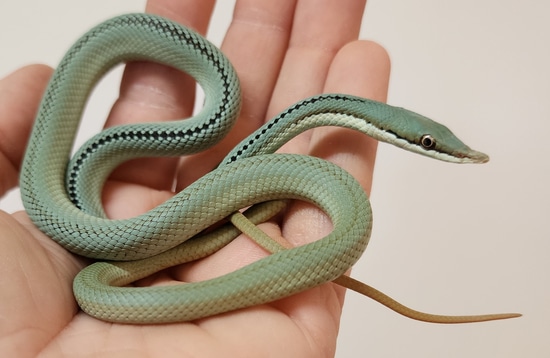 Male Blue Barons Racer More Colubrid by Anarchy_Colubrids