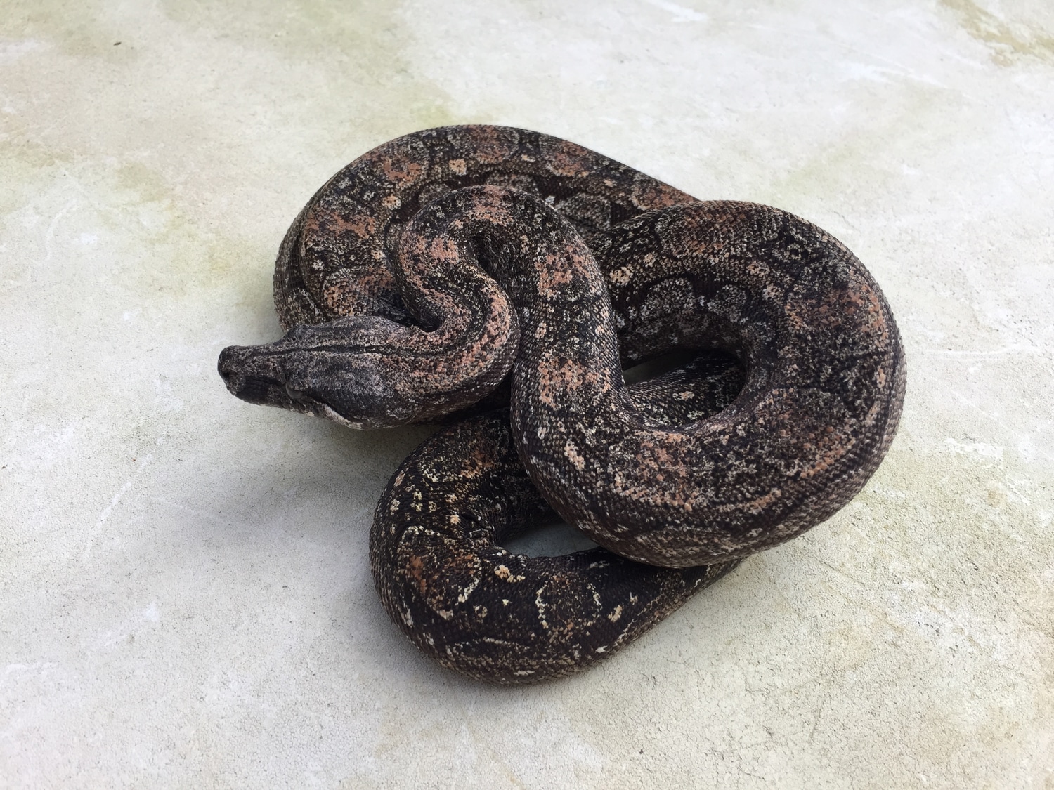 2016 Yearling Boa, Female, Old Blood Lines Argentine Boa Constrictor by ...