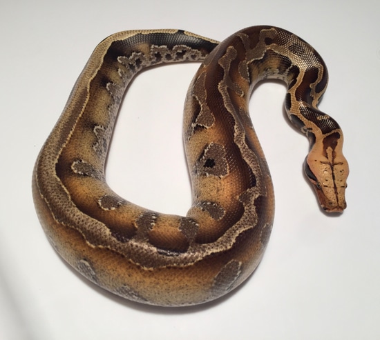 Stunning Striped Marble Borneo Short-Tailed Python by Ancient Reproductions