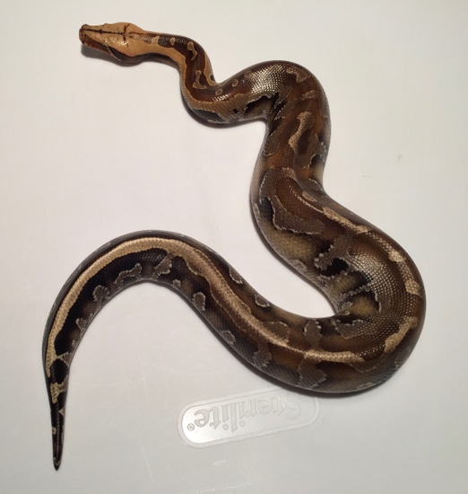 Striped Tail, Banded, Borneo Short Tail Python Borneo Short-Tailed ...