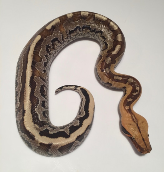 Granite, Borneo Short Tail Python Borneo Short-Tailed Python by Ancient ...