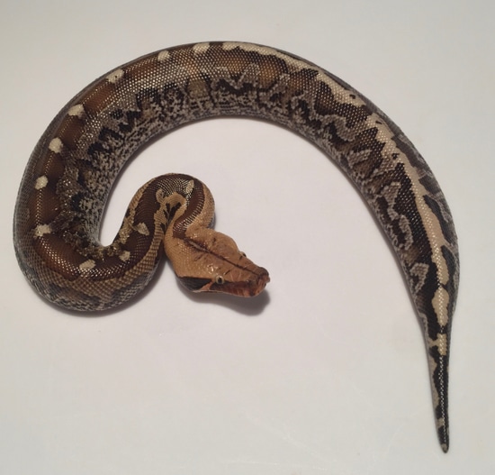 Granite, Borneo Short Tail Python Borneo Short-Tailed Python by Ancient ...