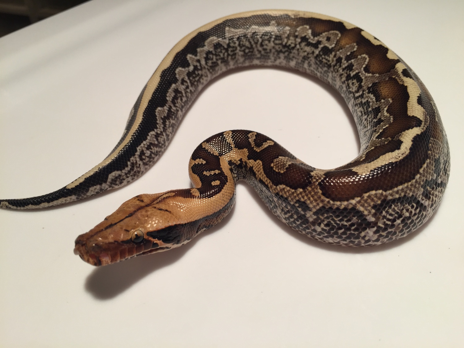 Striped Marble Gorgeous Borneo Short-tailed Python by Ancient ...