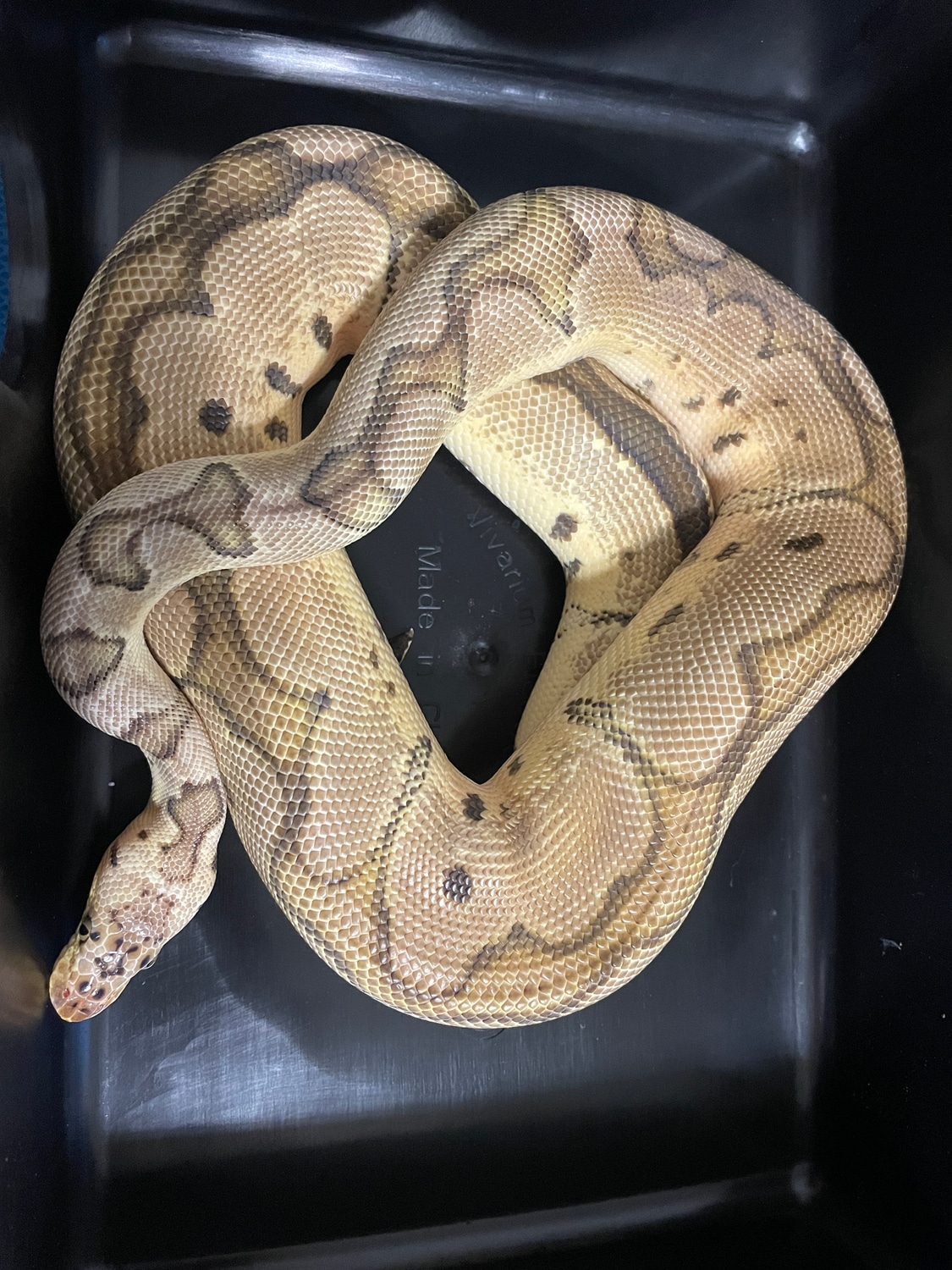 Pastel Blade Clown Ball Python by Meatball Pythons - MorphMarket