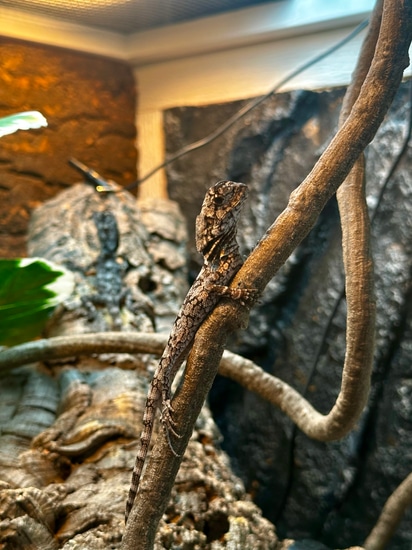 Baby Hybrid Frilled Dragons Frilled Lizard by Andy’s Lizards