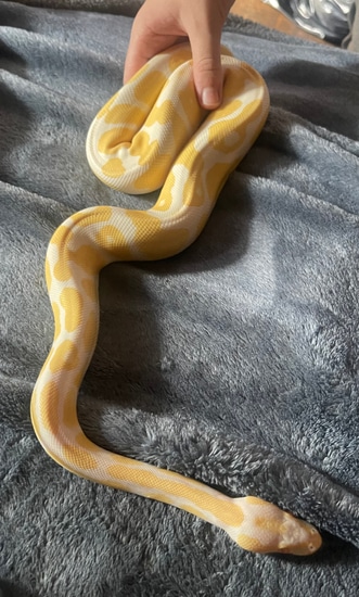 Rare Albino BP Ball Python by Andi_Bearded_Dragons