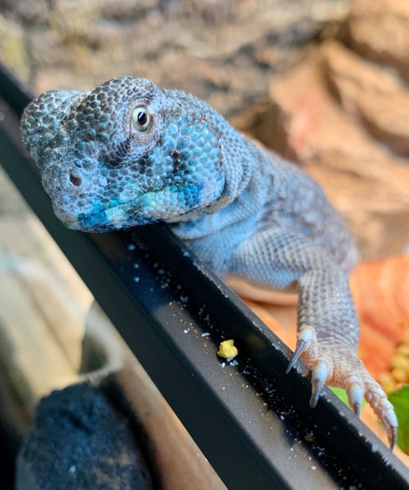 Uromastyx Thomasi by Golden Designs