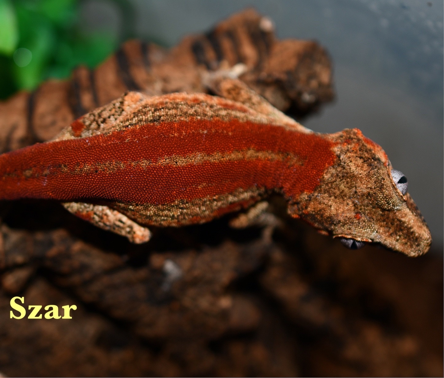 Szar Gargoyle Gecko by Gray Sky Exotics - MorphMarket