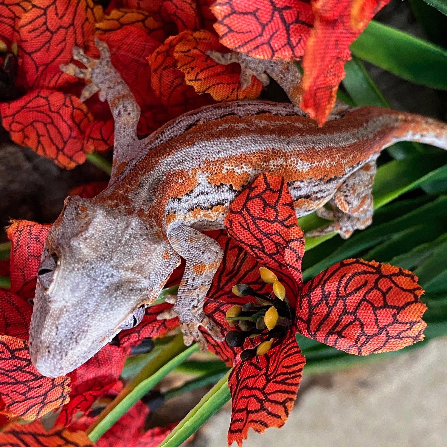 Unsexed Red Stripe & Broken Orange Striped Gargoyle Gecko by Gray Sky ...