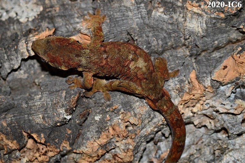 RTB Male Mainland, Green / Red Chahoua Gecko by Gray Sky Exotics ...