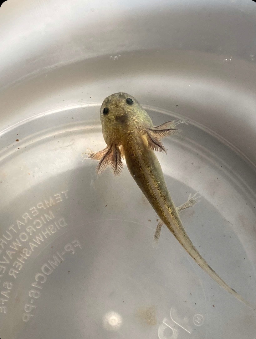 Axanthic GFP Axolotl by Alottal axoltols - MorphMarket