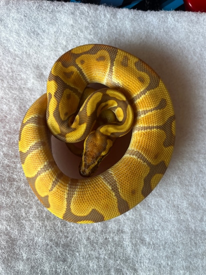 Enchi Ultramel Ball Python by Morph Tails