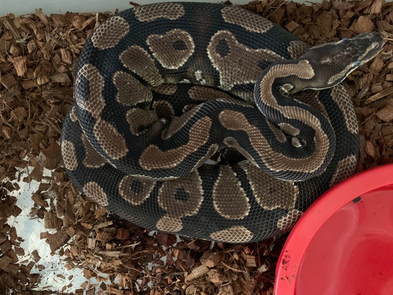 GRAVID Yellowbelly Female Ball Python by Southern Edge Constrictors