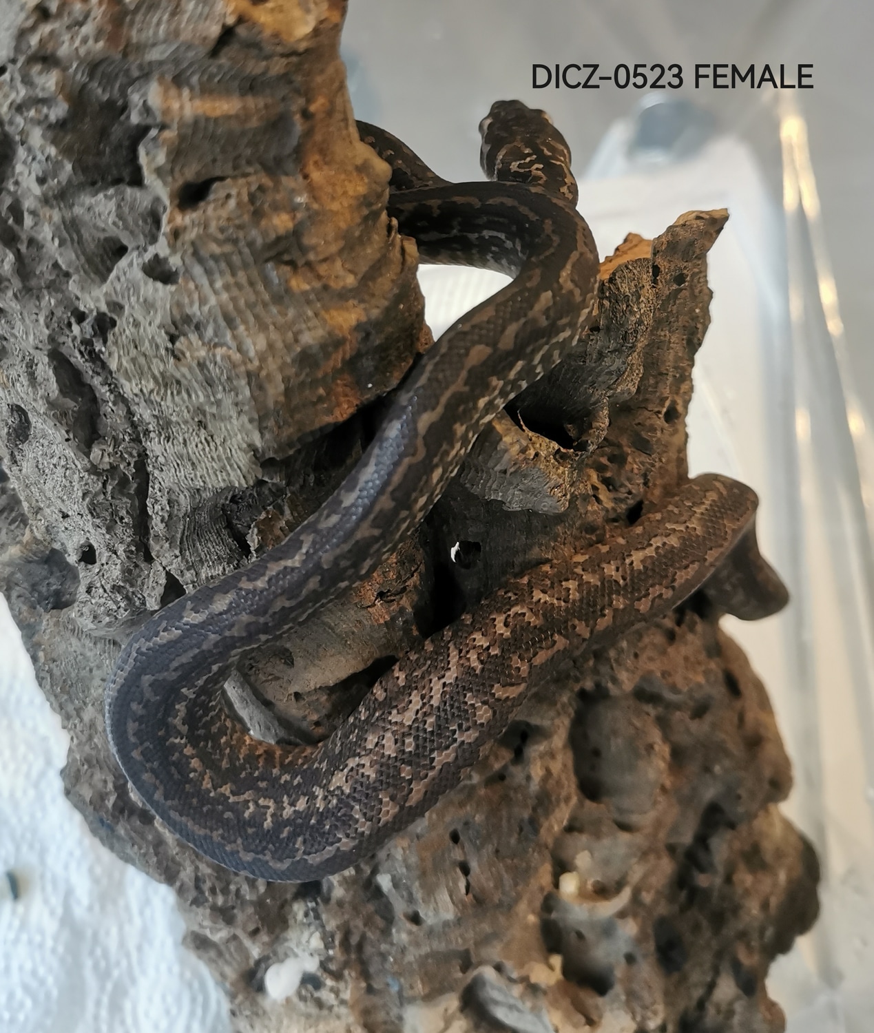 Female 44% Caramel Diamond Jungle Crossing 50% Possible Het Axanthic ...