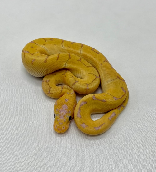 Orange Dream Pinstripe Banana Clown Ball Python by Avian Behavior ...