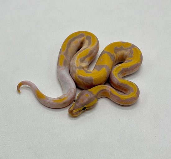 Orange Dream Banana Pied Ball Python by Avian Behavior International