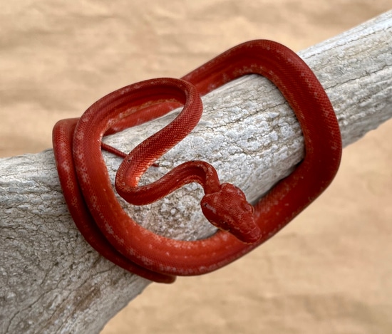 Calico Tiger Amazon Tree Boa by Avian Behavior International