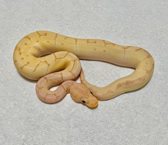 Orange Dream Banana Pinstripe Clown Ball Python by Avian Behavior ...