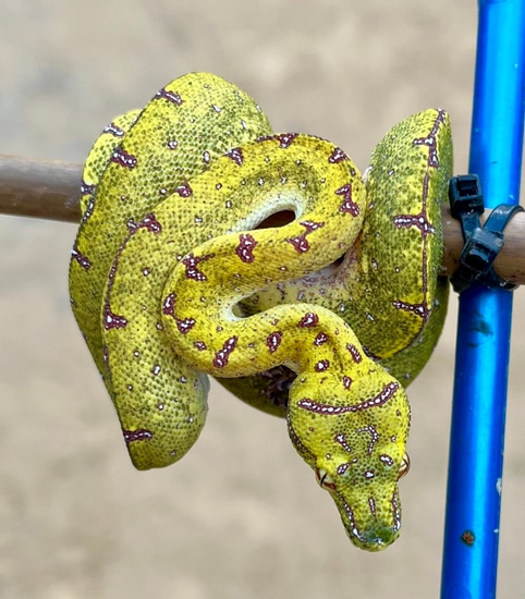 USCBB Cyclops X Manokwari Green Tree Python by Avian Behavior International