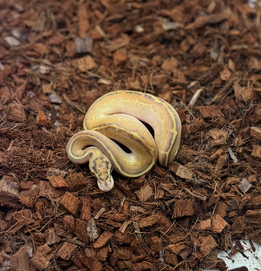Highway Fire Spotnose Ball Python by AMC Reptiles