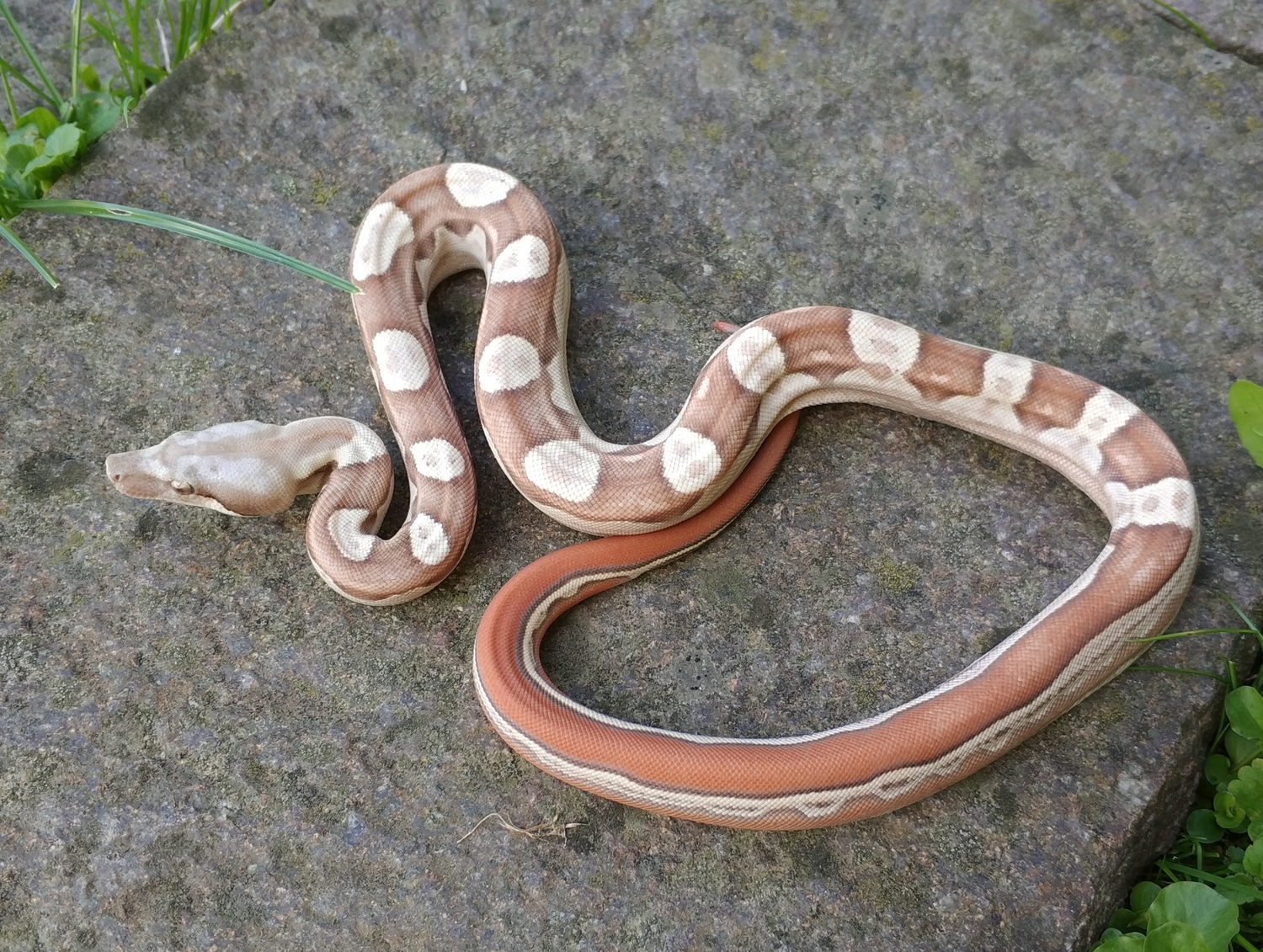 Motley VPI T+ Albino Boa Constrictor by Andrej Švábik - MorphMarket