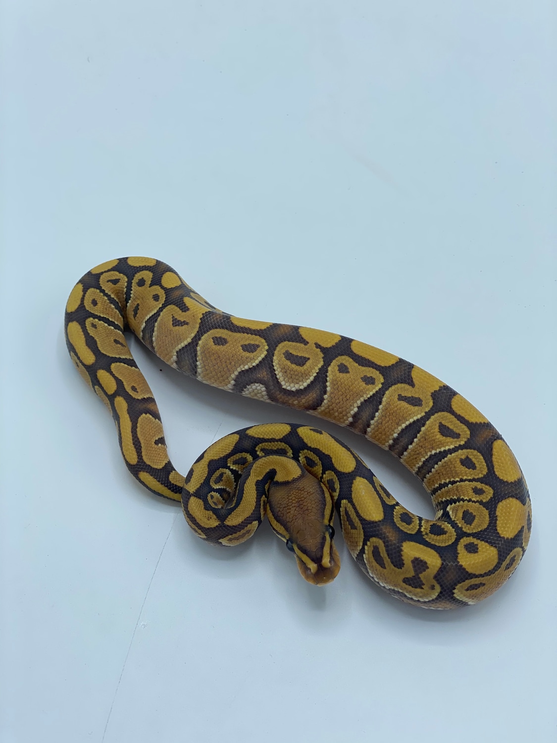 Orange Ghost Ball Python by Jabreptiles - MorphMarket