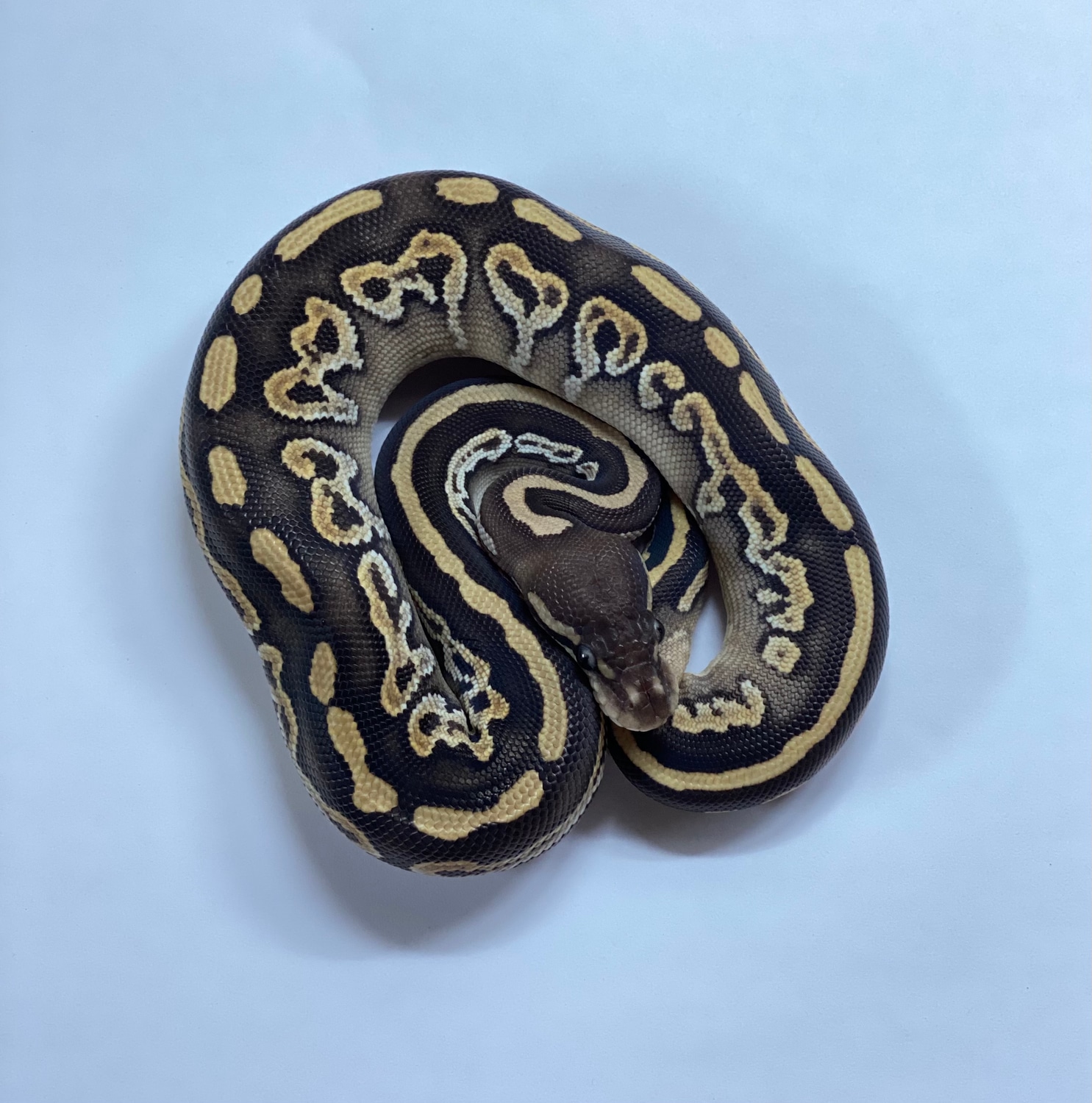 Black Pastel Mojave Ball Python by Jabreptiles - MorphMarket