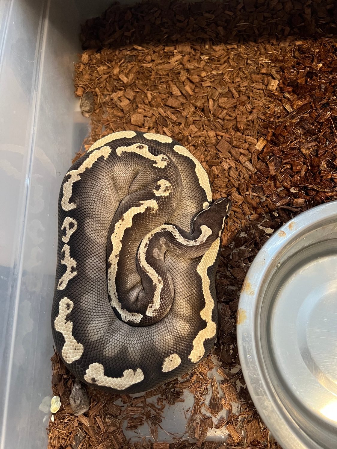 GHI Mojave Ball Python by Jabreptiles - MorphMarket