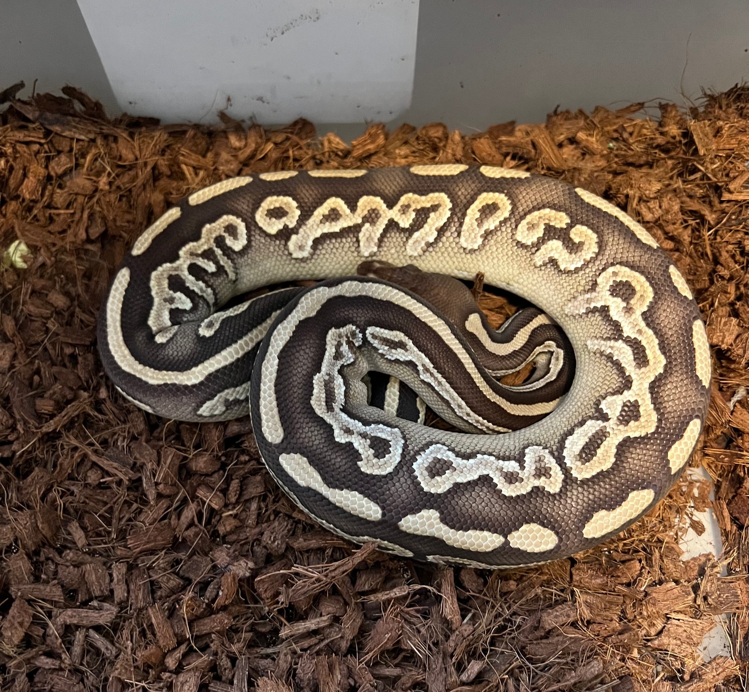 Mojave Black Pastel Ball Python by Jabreptiles - MorphMarket