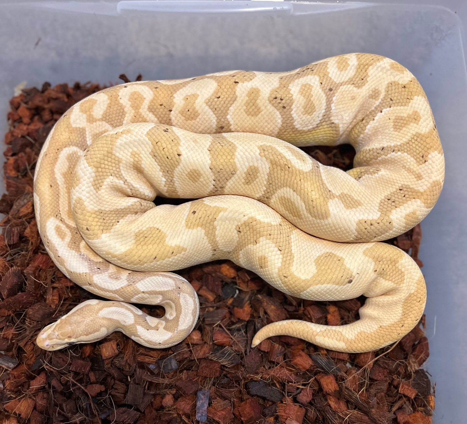 Banana Enchi Ball Python by Jabreptiles - MorphMarket