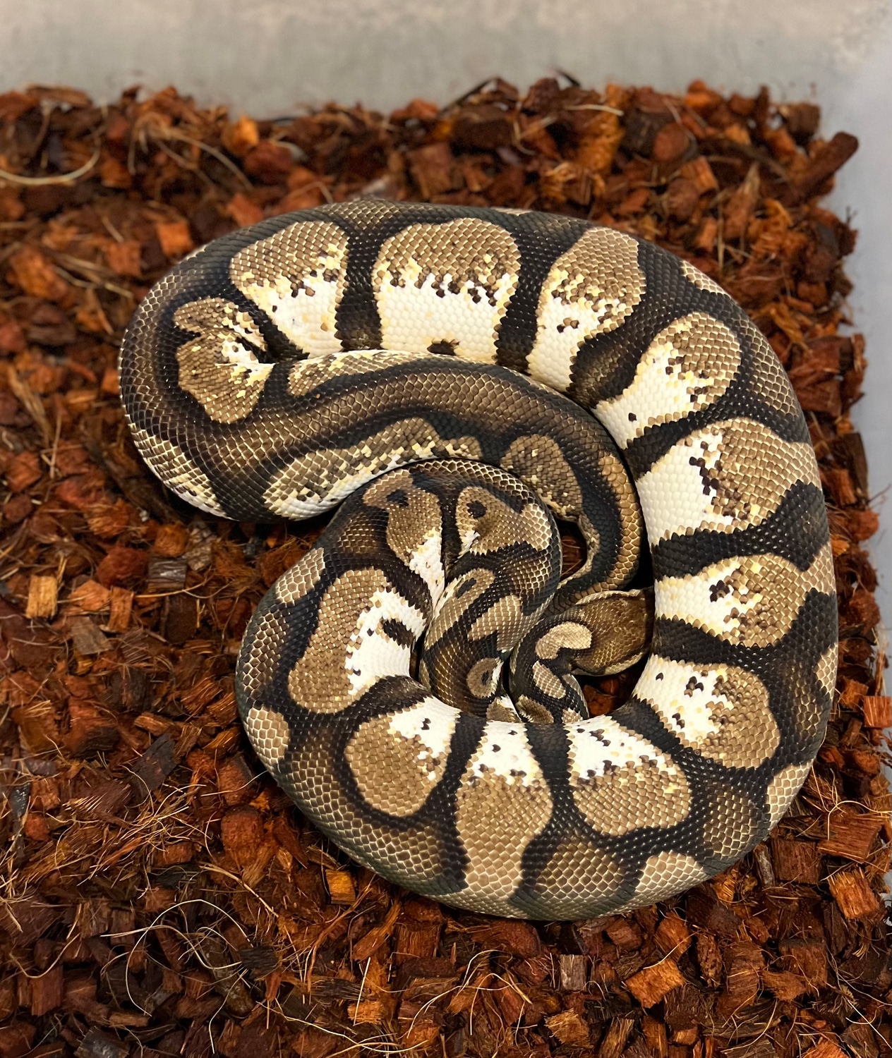 Pastel Calico Het Genetic Stripe Ball Python by Jabreptiles - MorphMarket