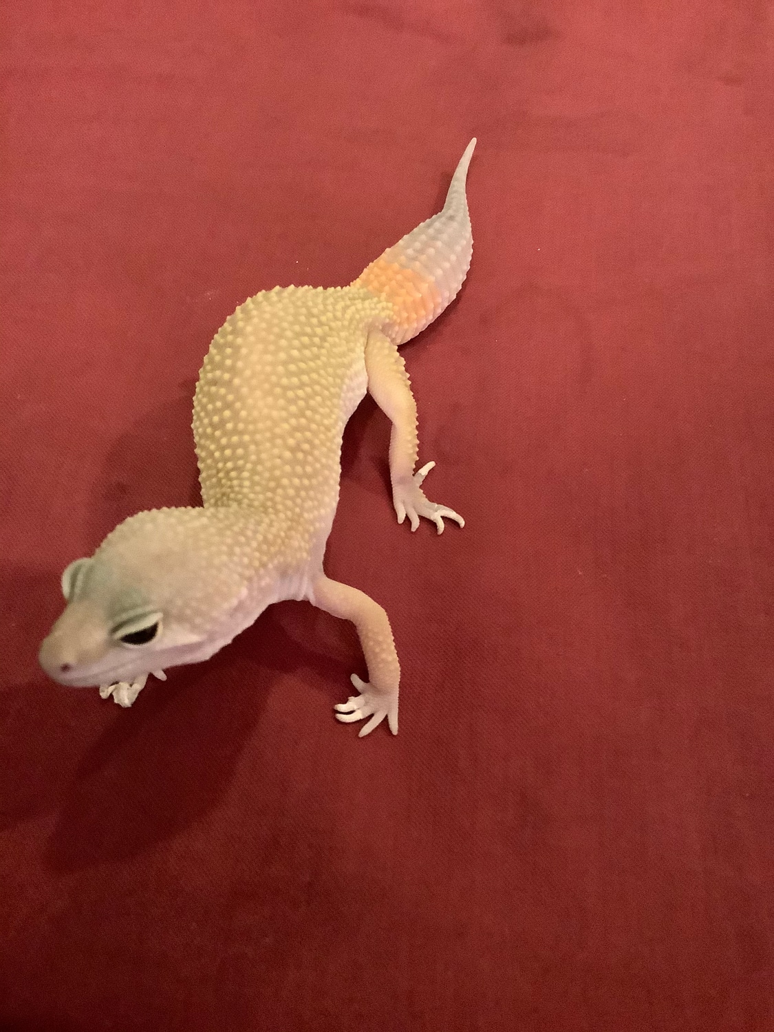 Murphy Patternless Leopard Gecko by LegacyReptiles Inc - MorphMarket