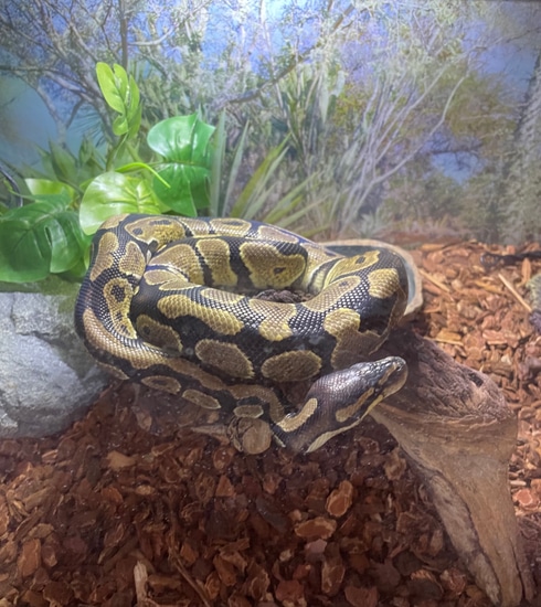 Normal Ball Python by Andrew Ball Pythons