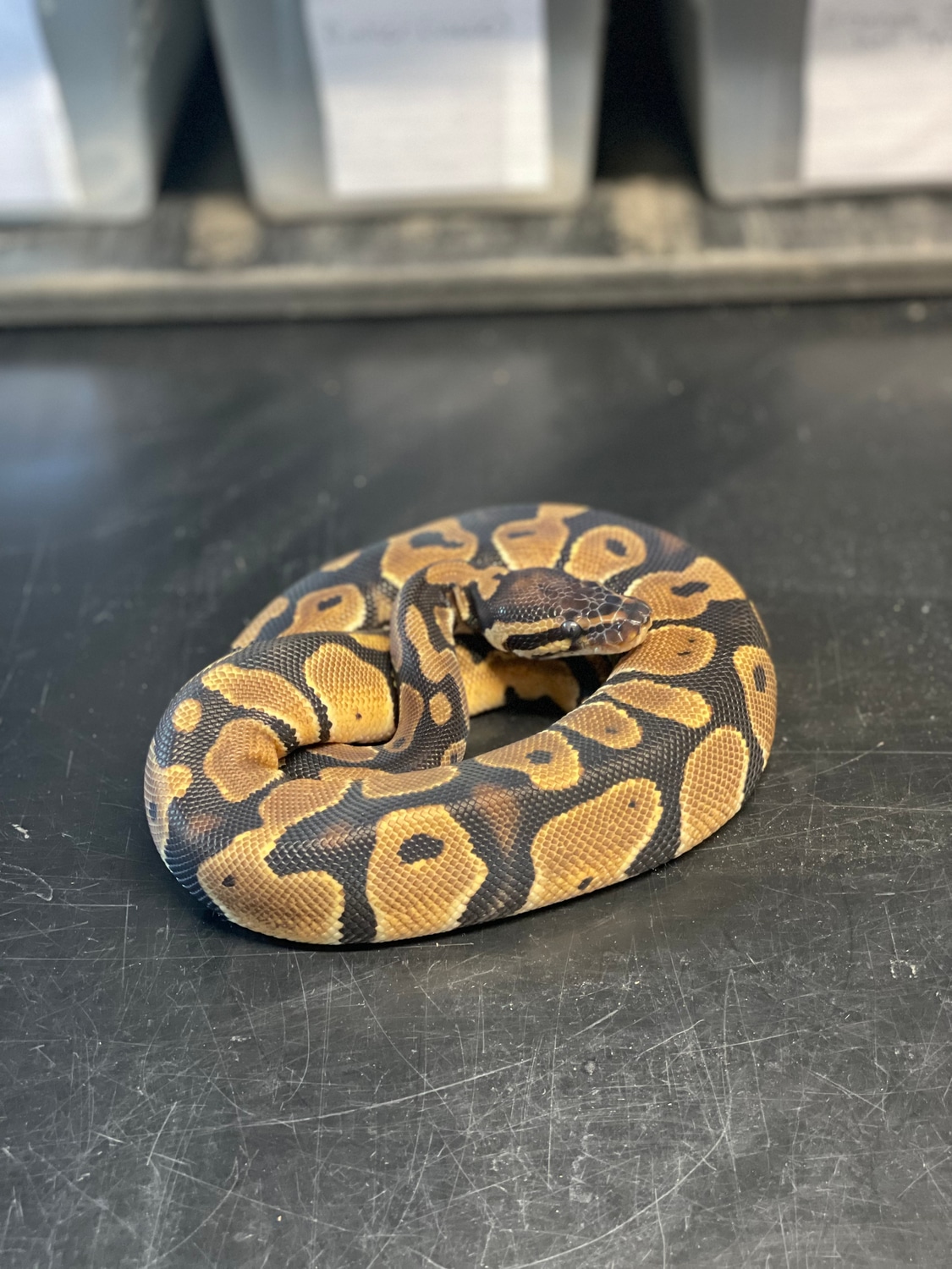 Orange Dream Het Hypo Ball Python by 408reptiles - MorphMarket