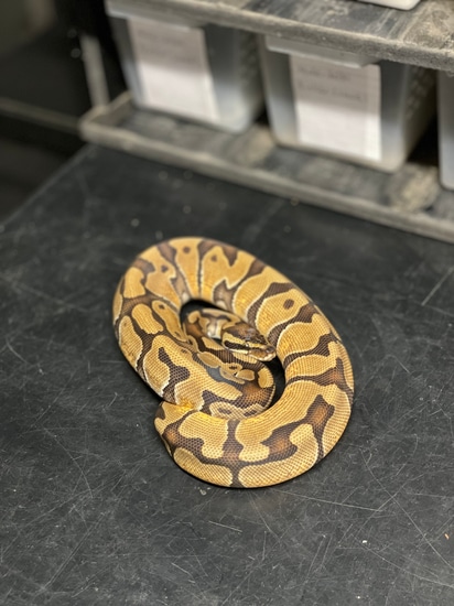 Enchi Citron Ball Python by 408reptiles