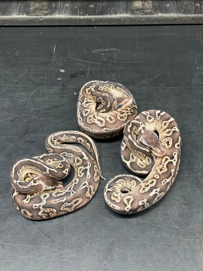 Black Pewter (Black Pastel, Pastel) 50% Het Hypo Ball Python by 408reptiles