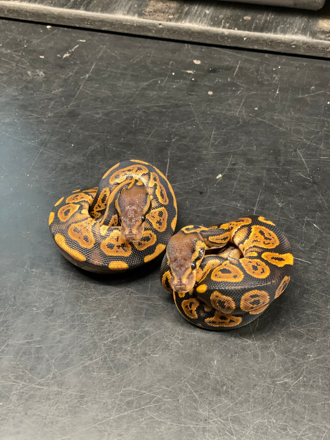 Black Pastel 50% Het Hypo Ball Python by 408reptiles - MorphMarket