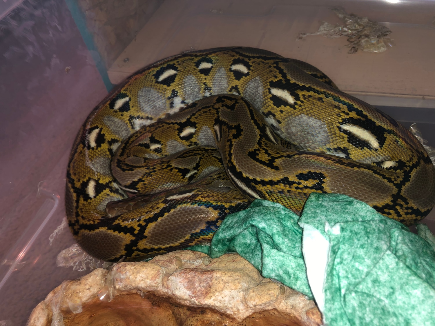 50% Dwarf Normal Reticulated Python by Snakes in the Grass - MorphMarket