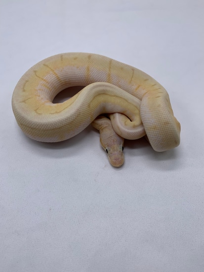 Spinner Blast Ball Python by Rack Room Exotics