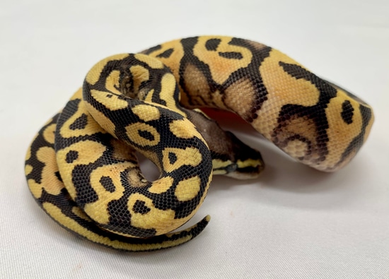 Pastel Yellow Belly/Gravel Ball Python by Rack Room Exotics