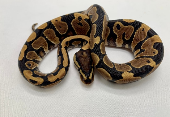 Yellow Belly/gravel Ball Python by Rack Room Exotics
