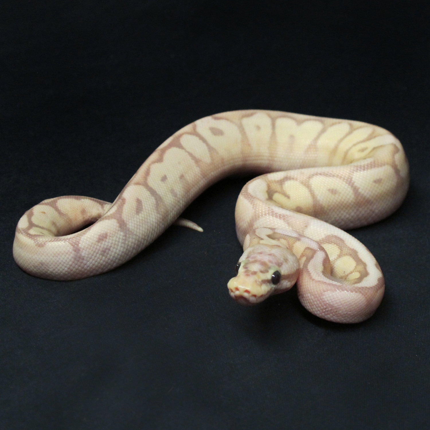 Banana Pastave Bee 50% Het Genetic Stripe Ball Python by A Python's ...