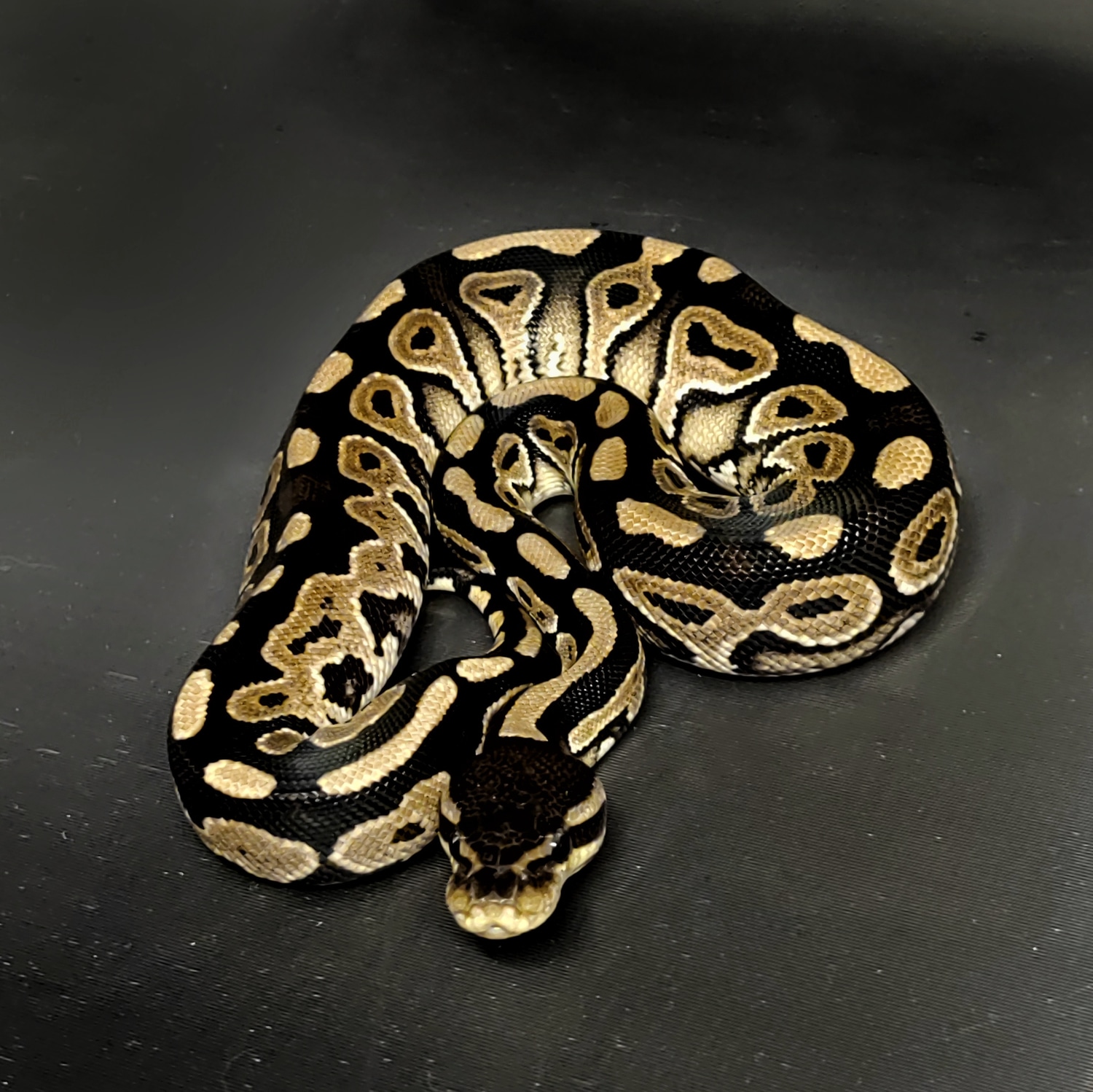 Cinnamon Ball Python by A Python's Paradise - MorphMarket